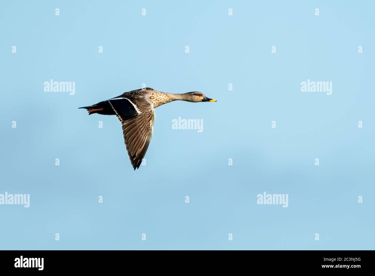 Indian Spot Billed Duck in flight Stock Photo - Alamy