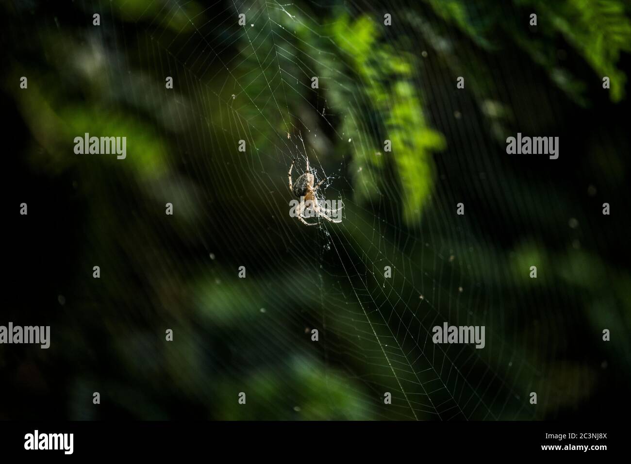 spider with web Stock Photo - Alamy