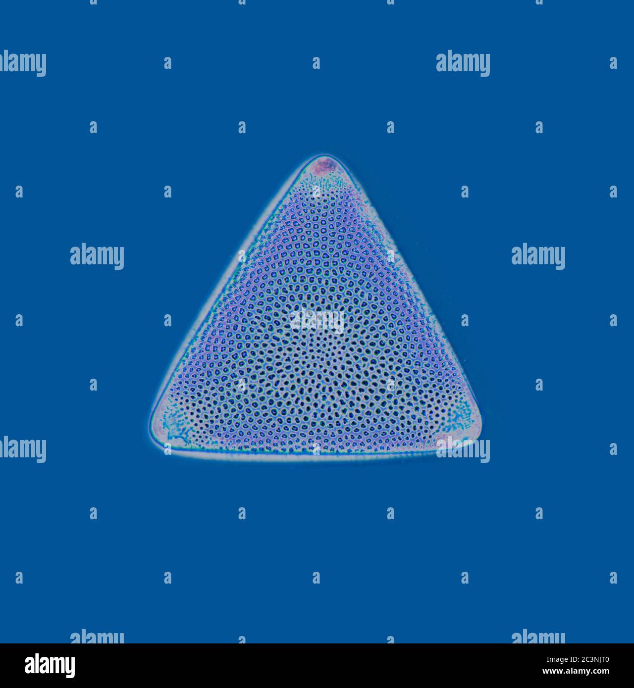 Diatoms and algae hi-res stock photography and images - Alamy