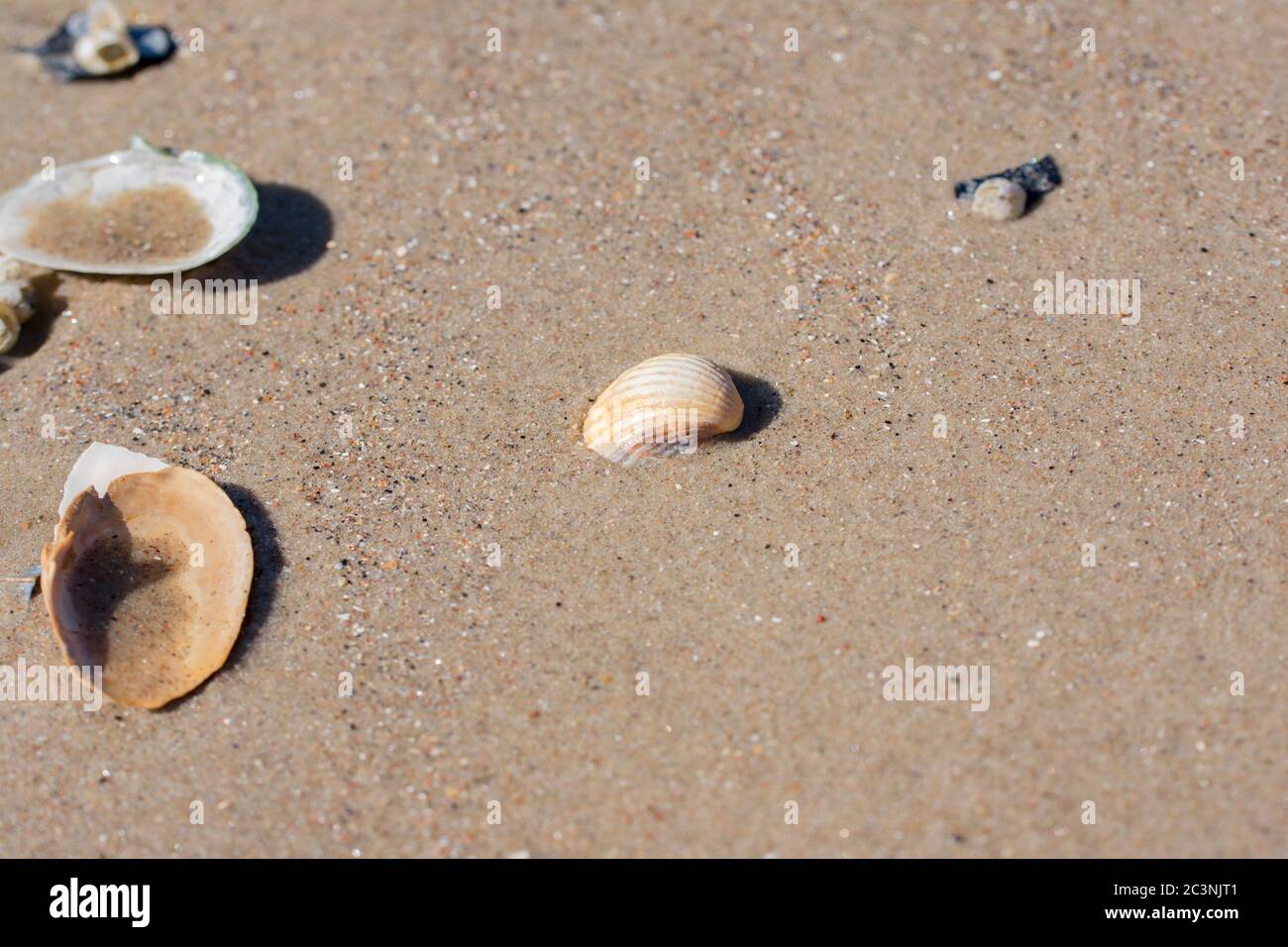 An orange and white cockle bivalve seashell in wet beach sand Stock ...