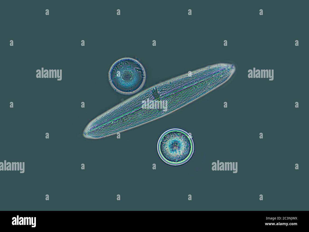 Diatoms and algae hi-res stock photography and images - Alamy