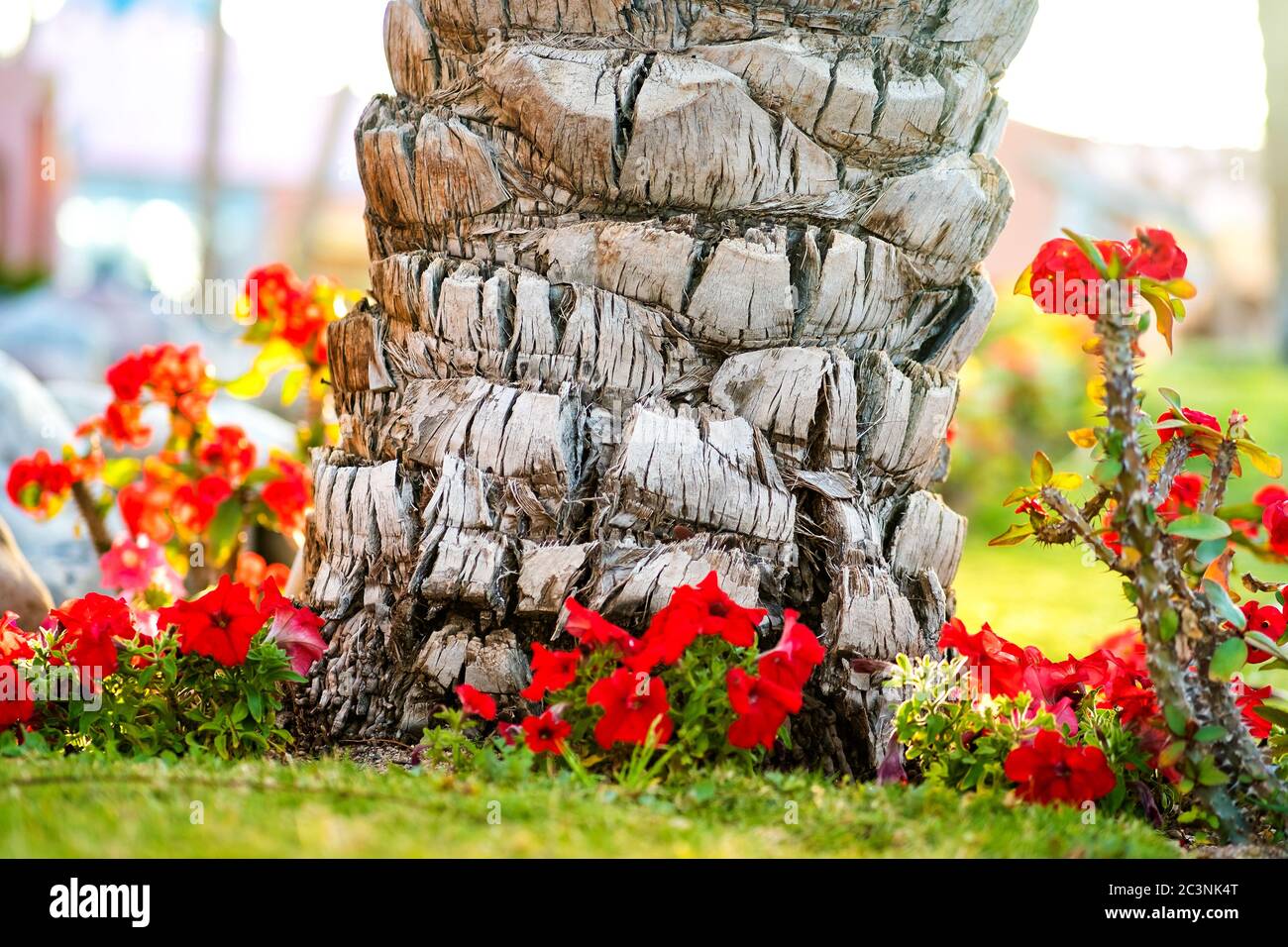 Pink rose and a palm tree hi-res stock photography and images - Alamy