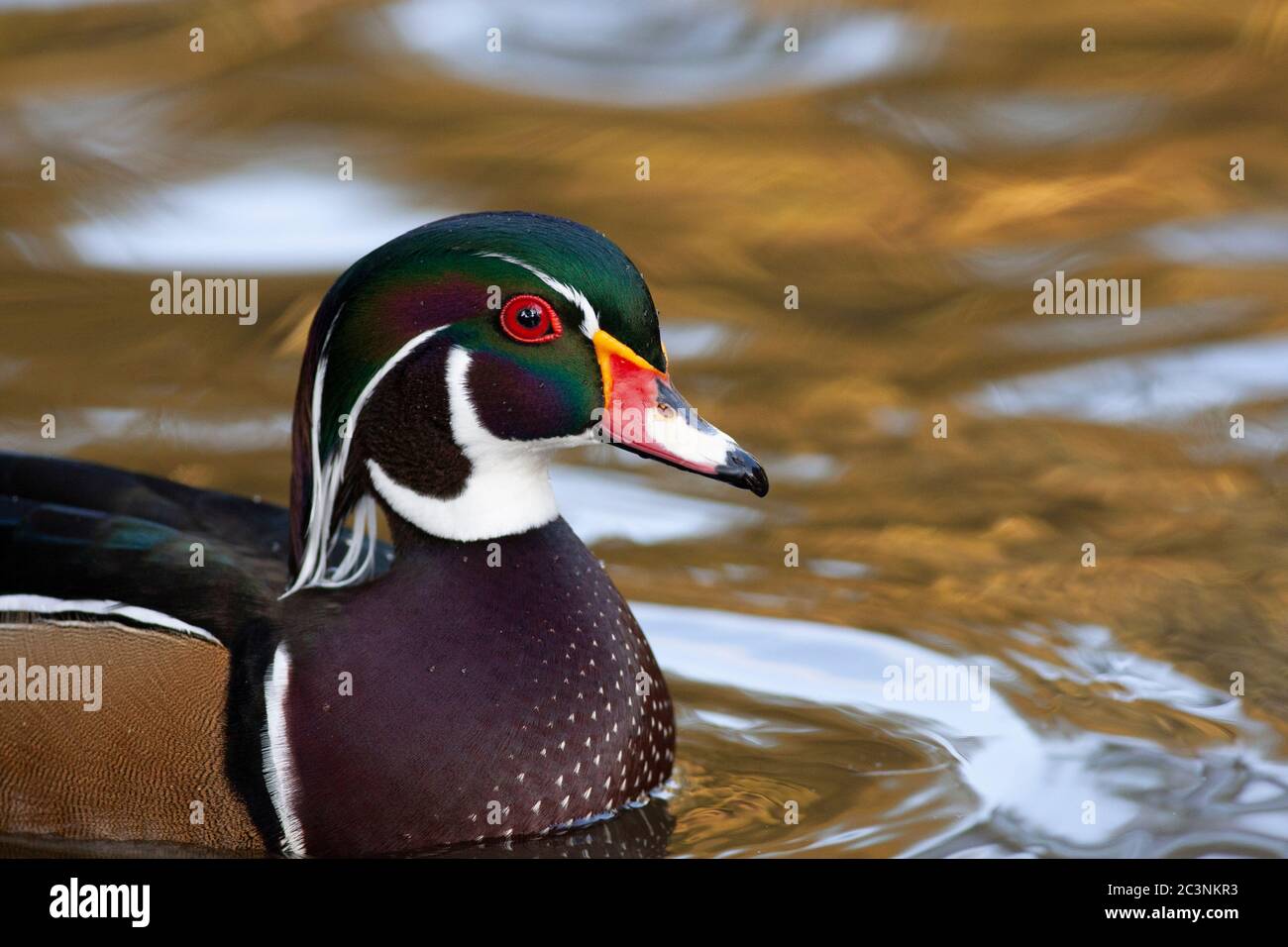 Wood Duck Drake Male Stock Photo - Alamy