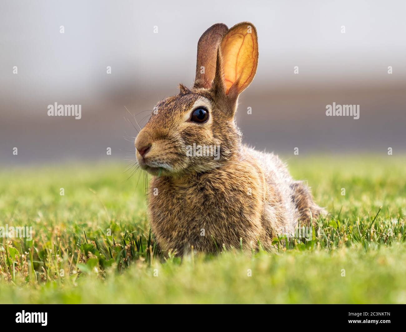 Bunny rabbit with brown fur laying in the grass with its ears standing ...