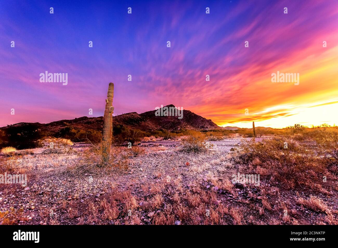 Kofa national park wildlife hi-res stock photography and images - Alamy