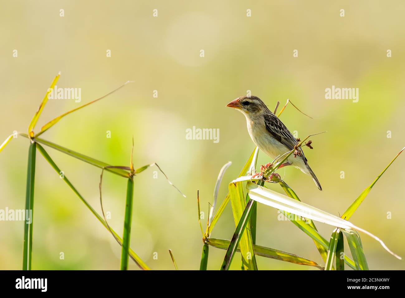 Bird of the reeds hi-res stock photography and images - Alamy