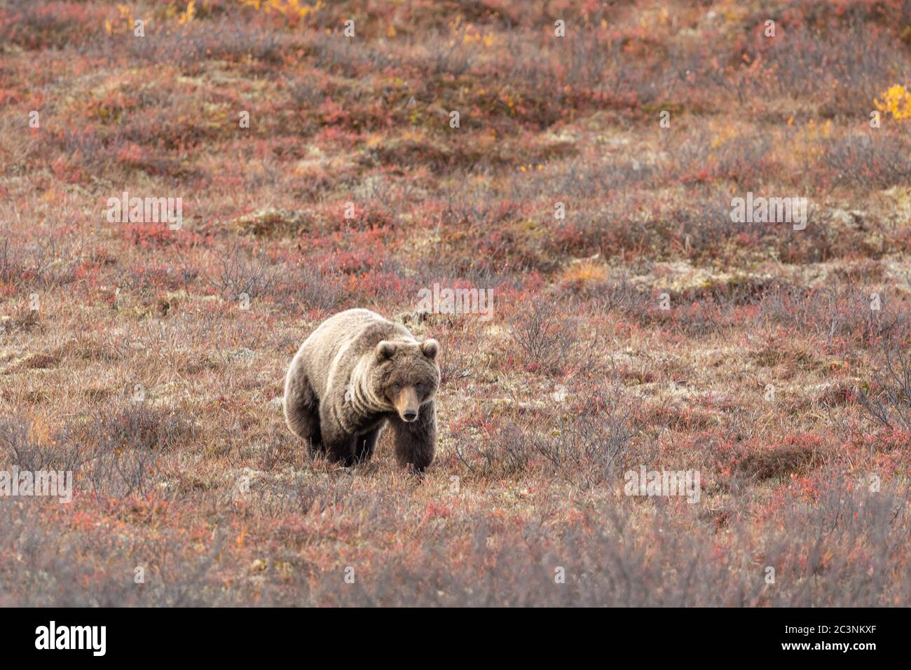Grizzly Bear in Autumn in Denali National Park Alaska Stock Photo - Alamy