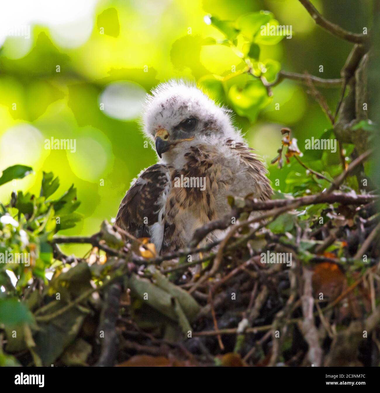 Common Buzzard chicks in the nest Stock Photo - Alamy