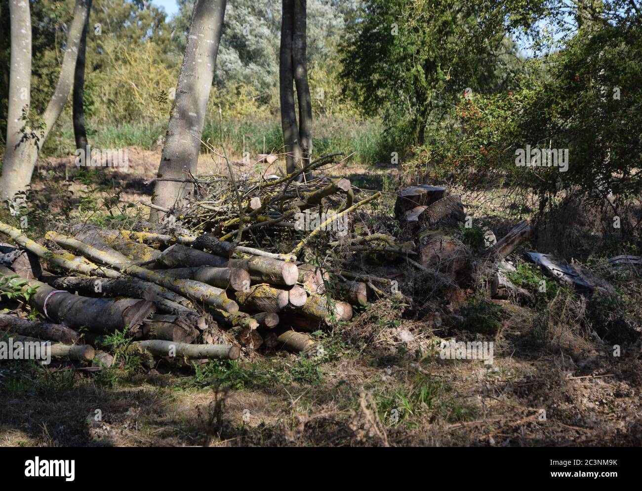 Fire woods logs hi-res stock photography and images - Alamy