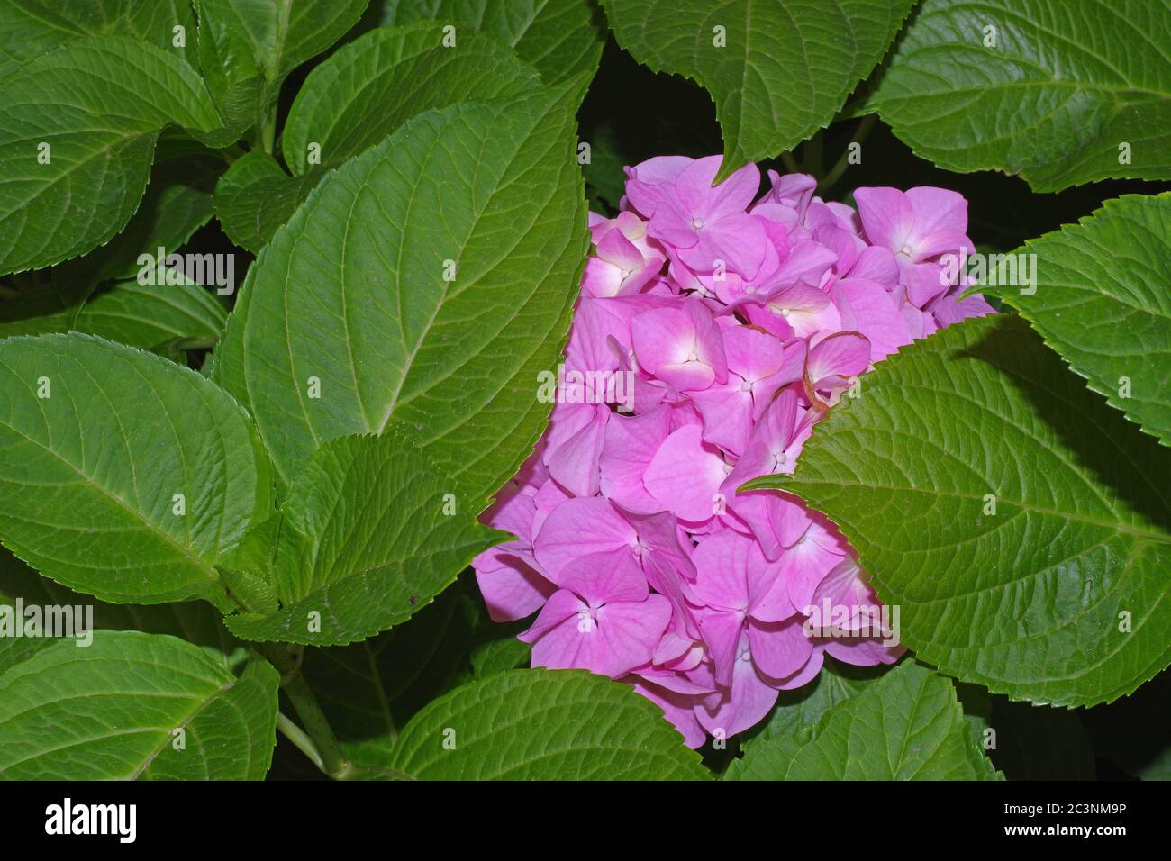 Hortensia petals hi-res stock photography and images - Alamy
