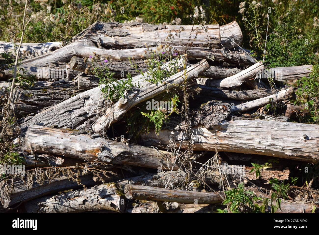 small pile of chopped logs Stock Photo - Alamy