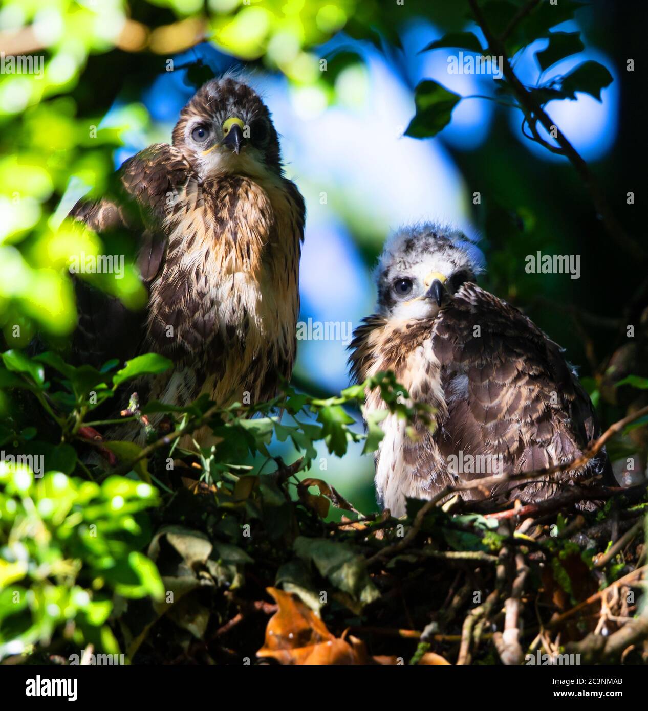 Common Buzzard chicks in the nest Stock Photo - Alamy