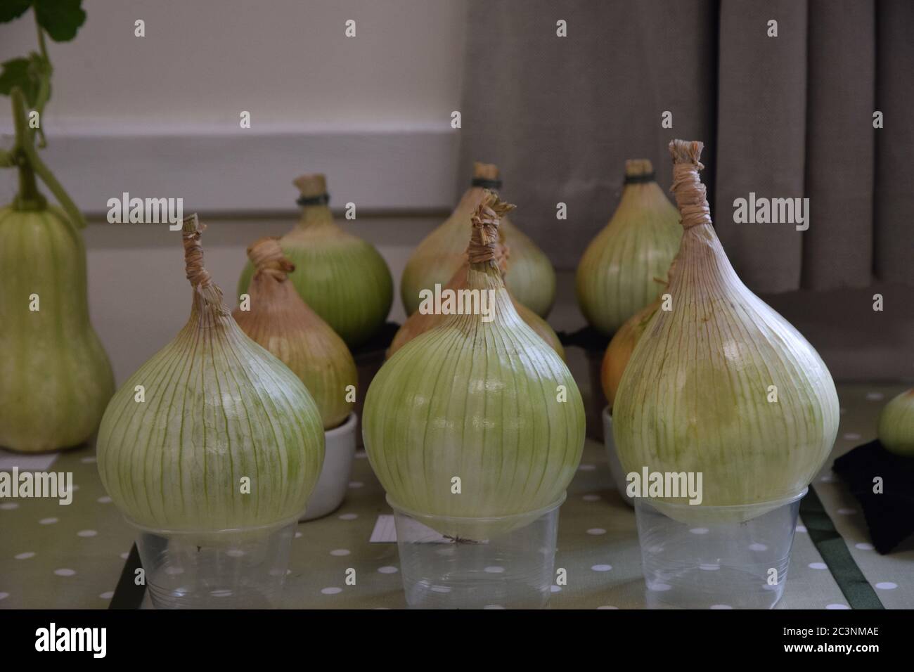 group of onions on display at a horticultural show Stock Photo - Alamy