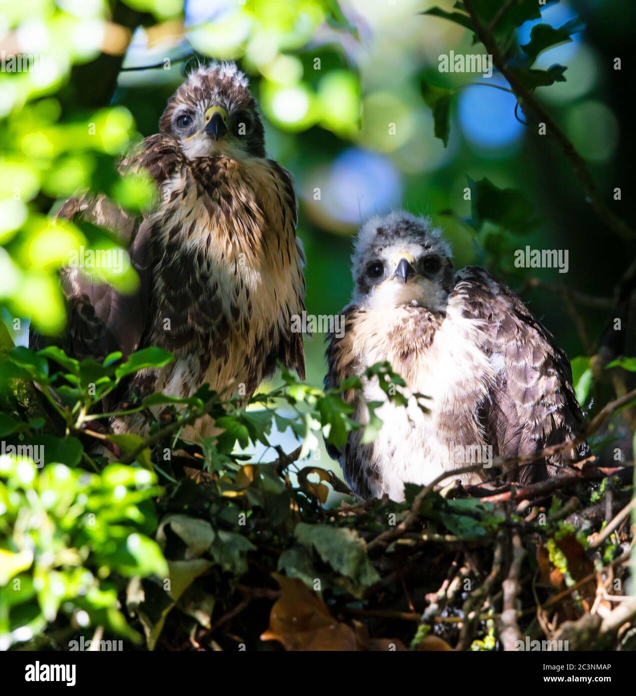 Common Buzzard chicks in the nest Stock Photo - Alamy
