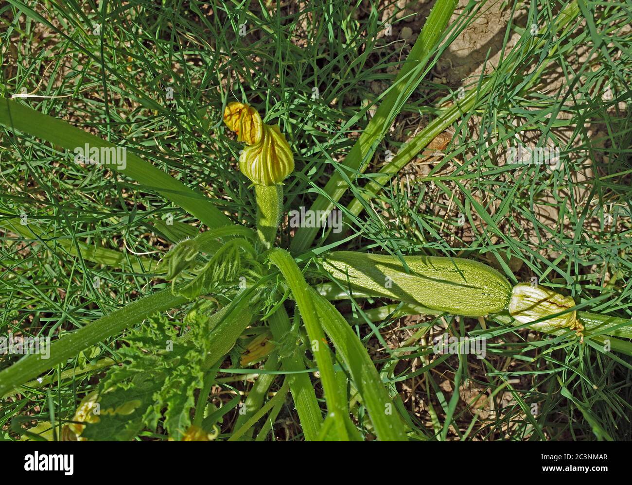 Ortolan food hi-res stock photography and images - Alamy