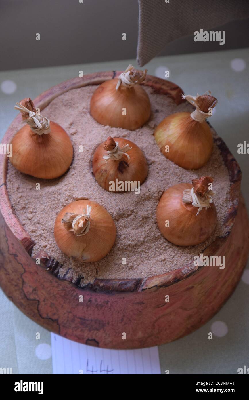 group of onions on display at a horticultural show Stock Photo - Alamy