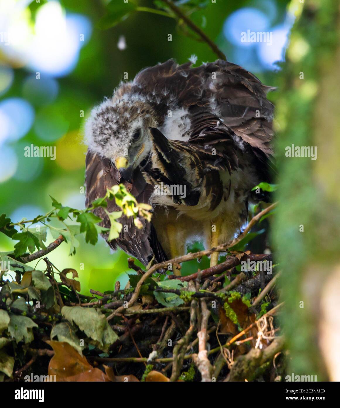 Common Buzzard chicks in the nest Stock Photo - Alamy