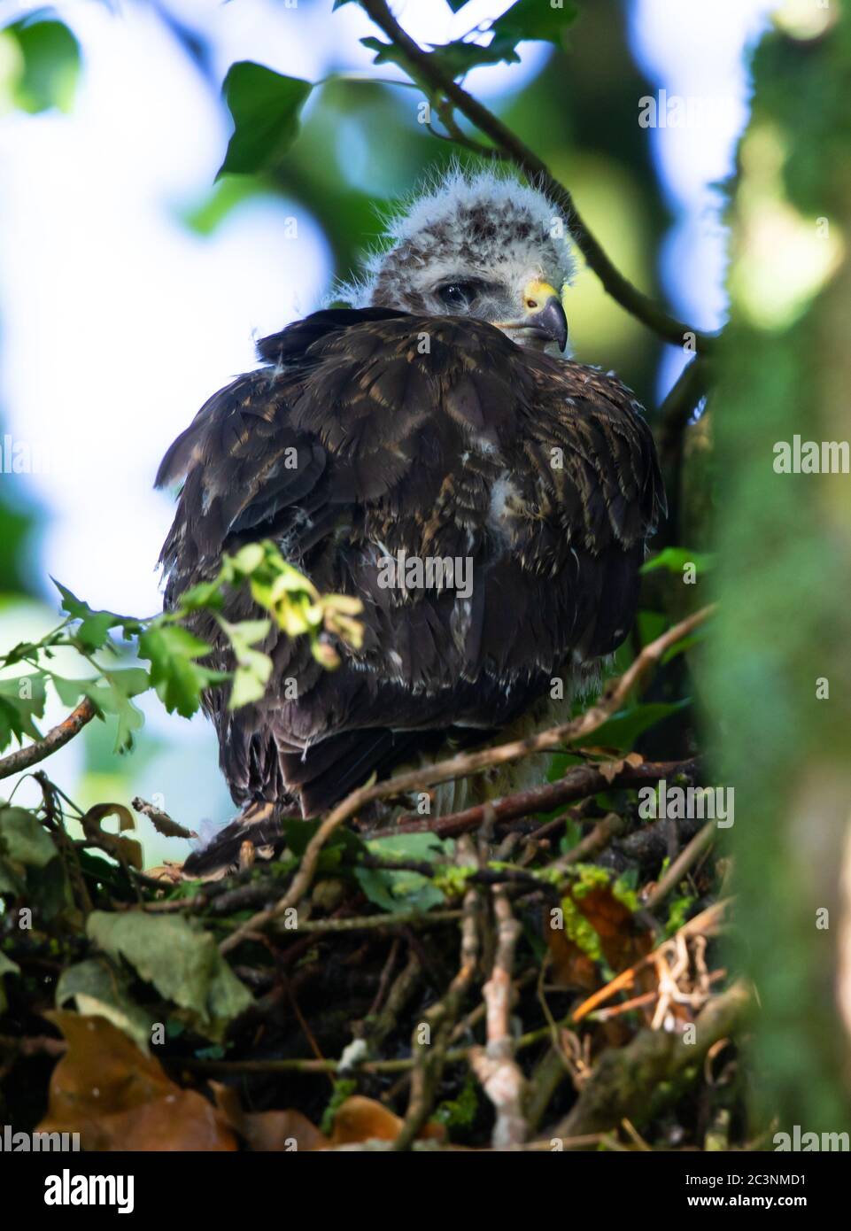 Common Buzzard chicks in the nest Stock Photo - Alamy