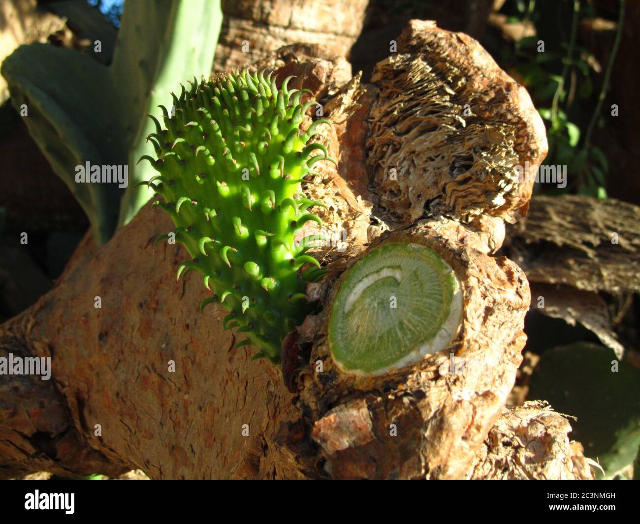Fresh young Opuntia cactus pad emerging in Malta Stock Photo - Alamy