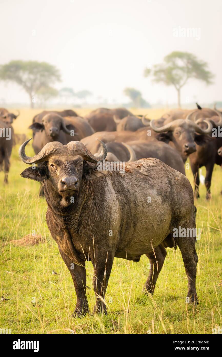 The big male african buffalo or Cape buffalo (Syncerus caffer) with his ...