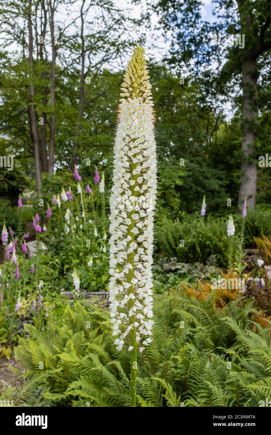 Eremurus himalaicus hi-res stock photography and images - Alamy