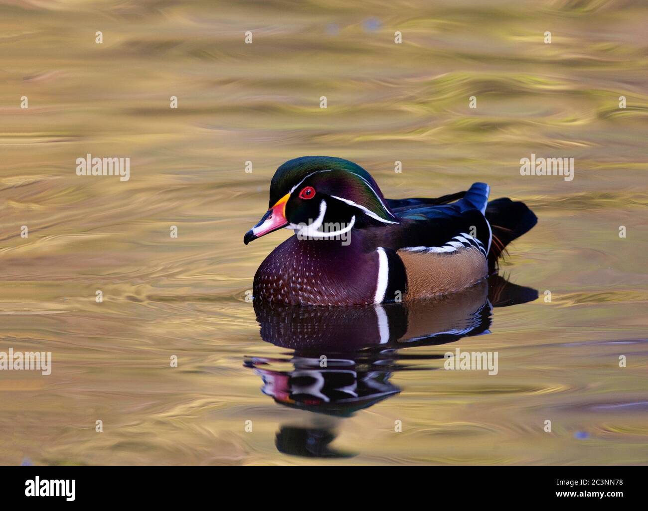 Wood duck drake hi-res stock photography and images - Alamy