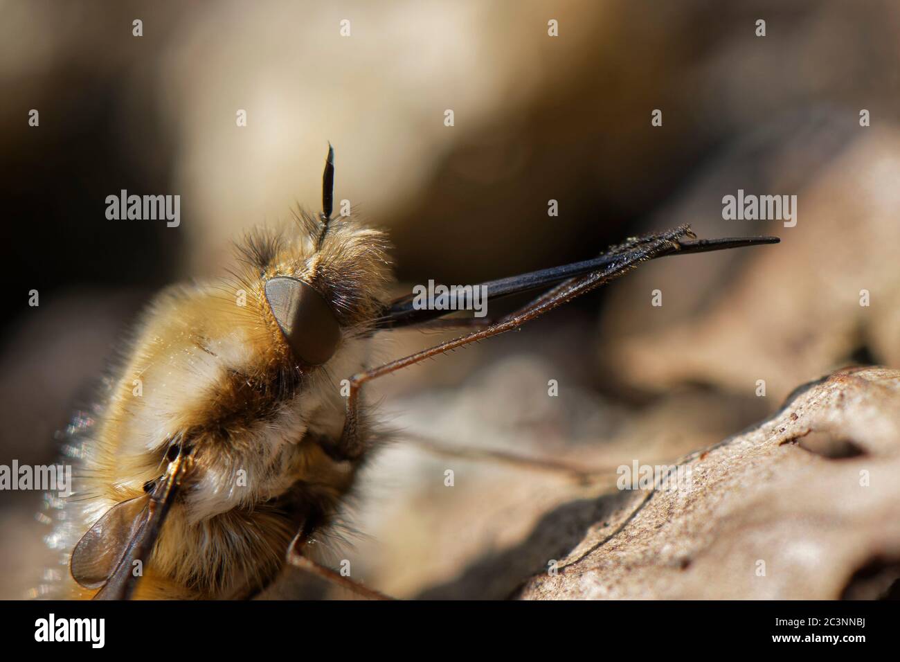 Proboscis hi-res stock photography and images - Alamy