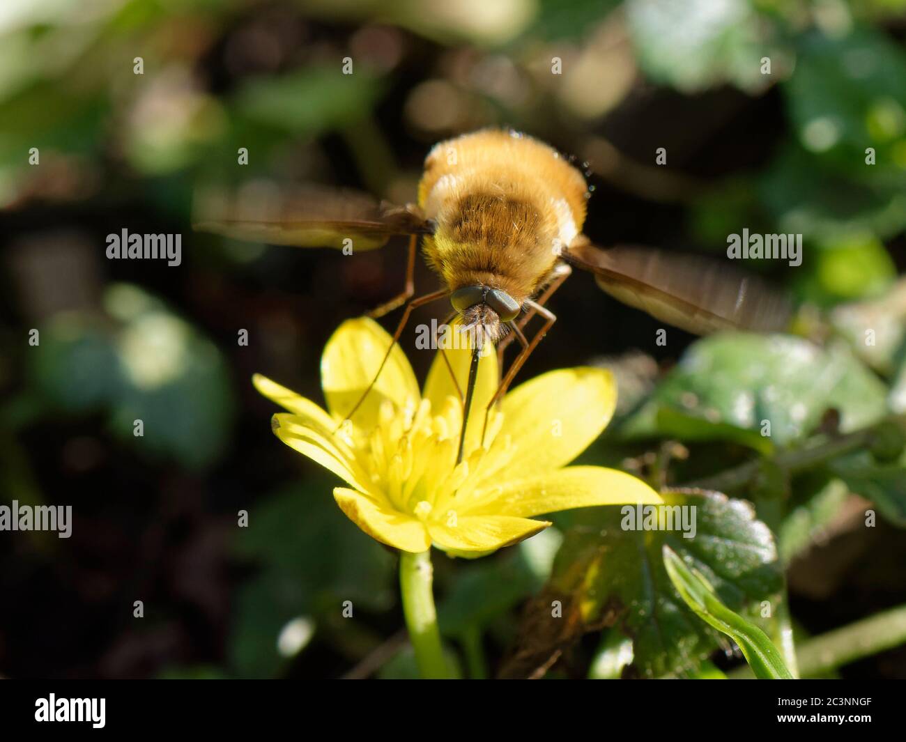 Common bee fly (Bombylius major) inserting its long proboscis into a ...