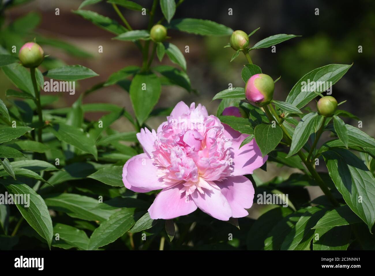 Peony budding flowers hi-res stock photography and images - Alamy