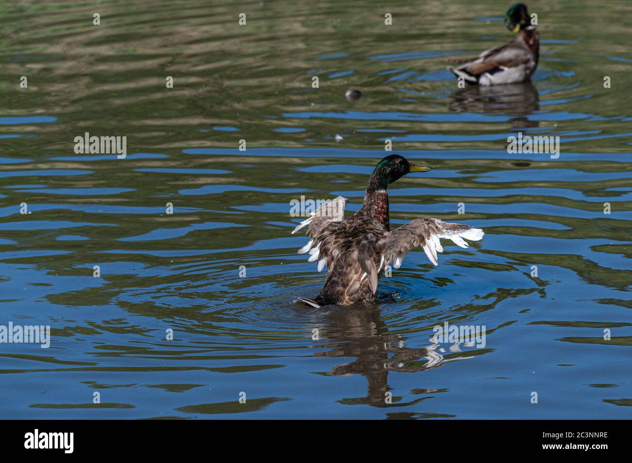 Juvenile mallard duck with adult flight feathers begining to develop ...