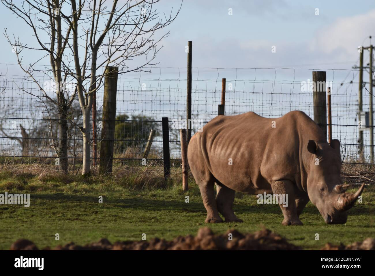 An African White Rhino at a zoo farm Stock Photo - Alamy