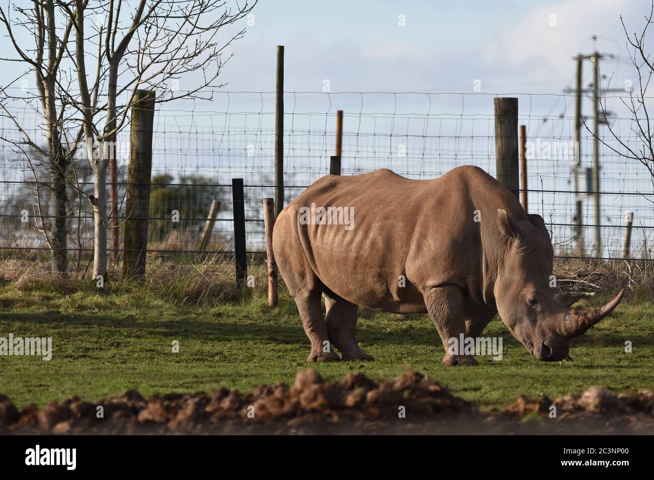 An African White Rhino at a zoo farm Stock Photo - Alamy