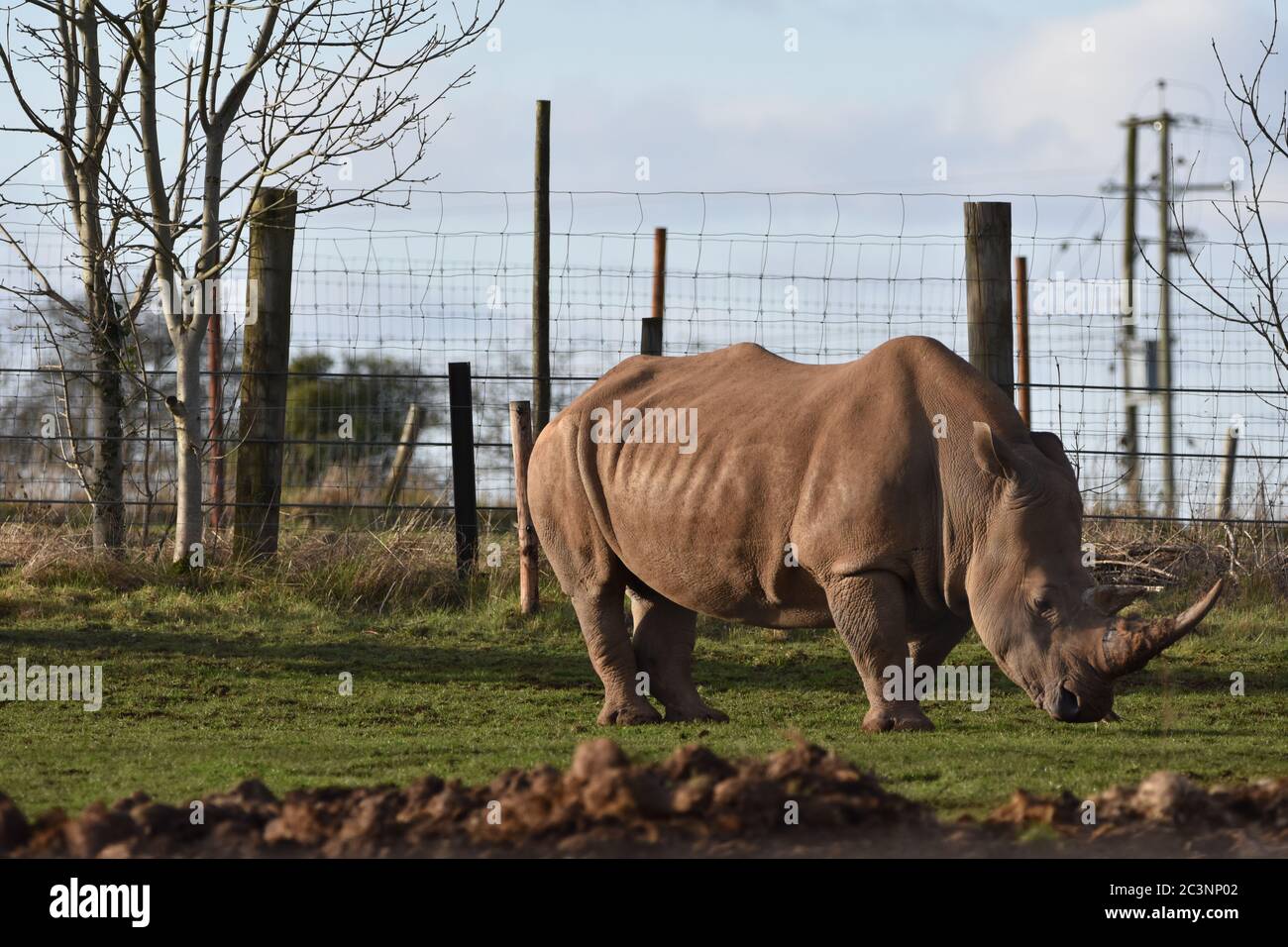 An African White Rhino at a zoo farm Stock Photo - Alamy