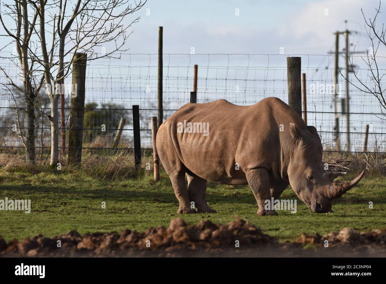 An African White Rhino at a zoo farm Stock Photo - Alamy