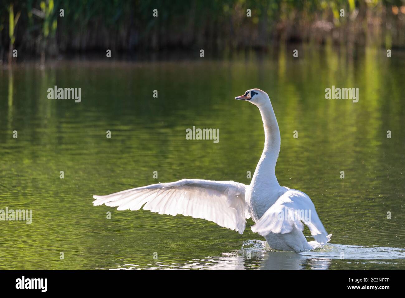 Big white swan flaps its wings swimming in the calm water of a river on ...