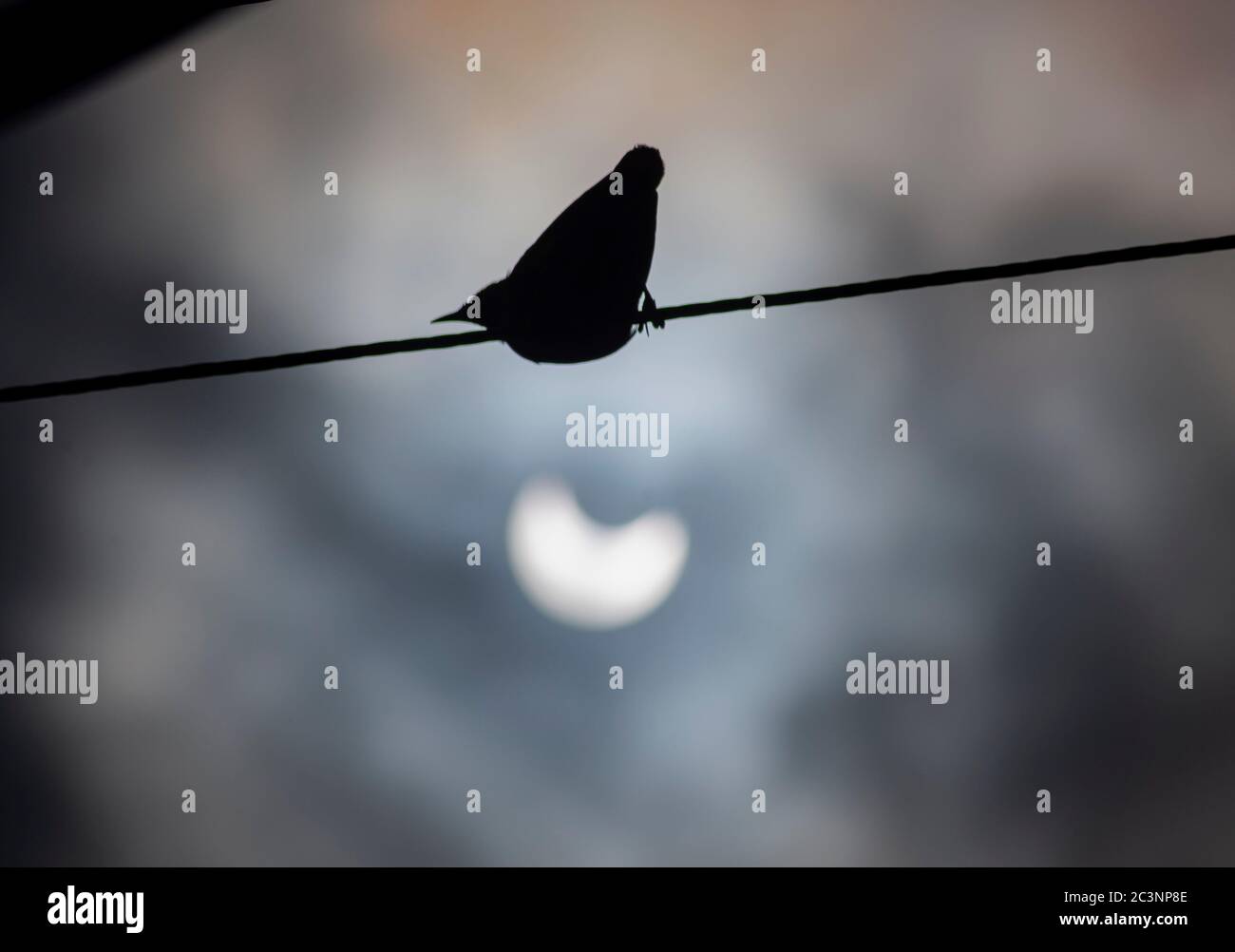 Total solar eclipse bird hi-res stock photography and images - Alamy