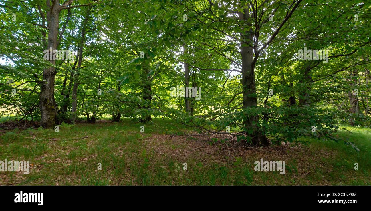 beech forest in summer. trees in lush green foliage. beautiful nature ...