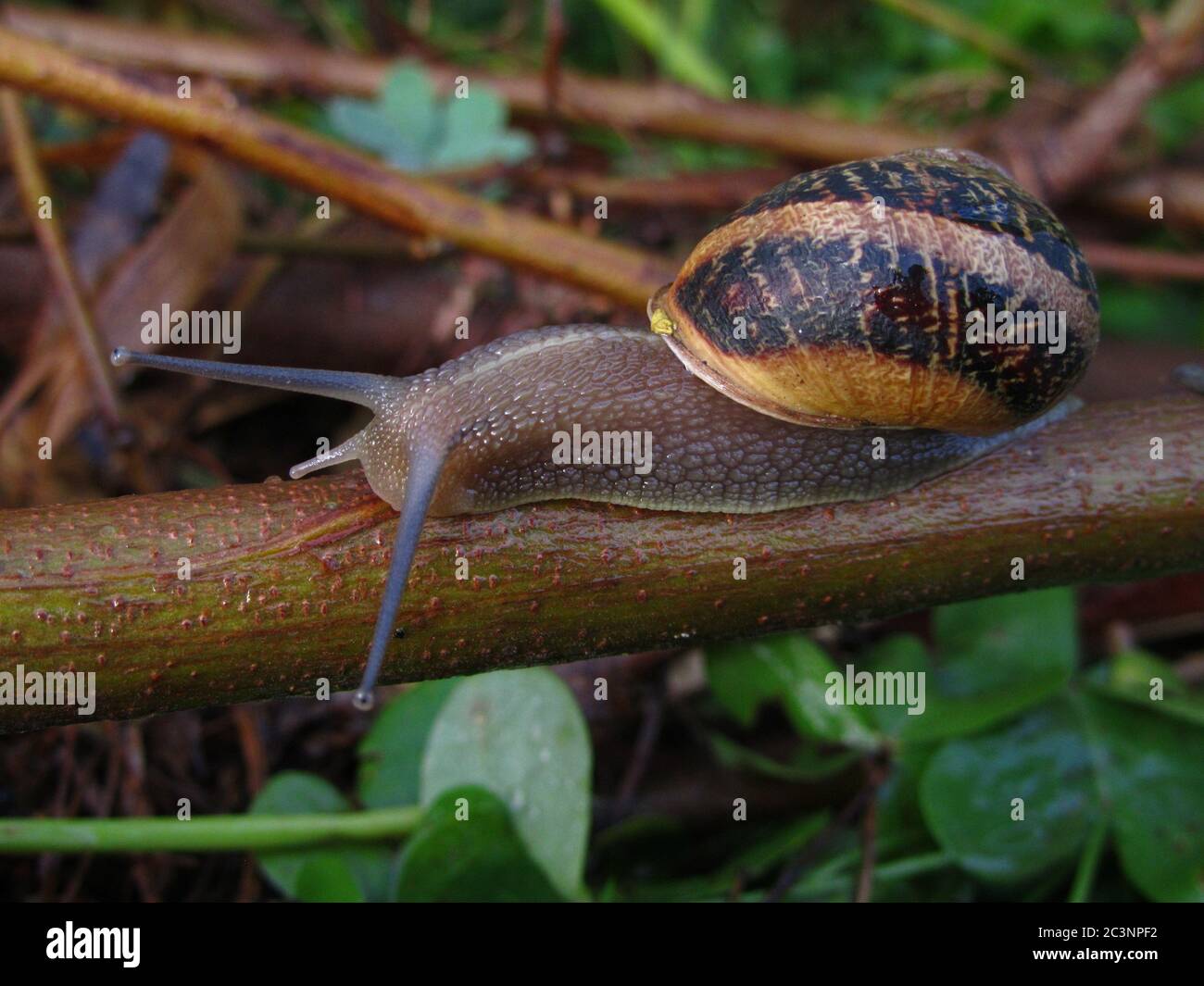 Small edible sea snail hi-res stock photography and images - Alamy