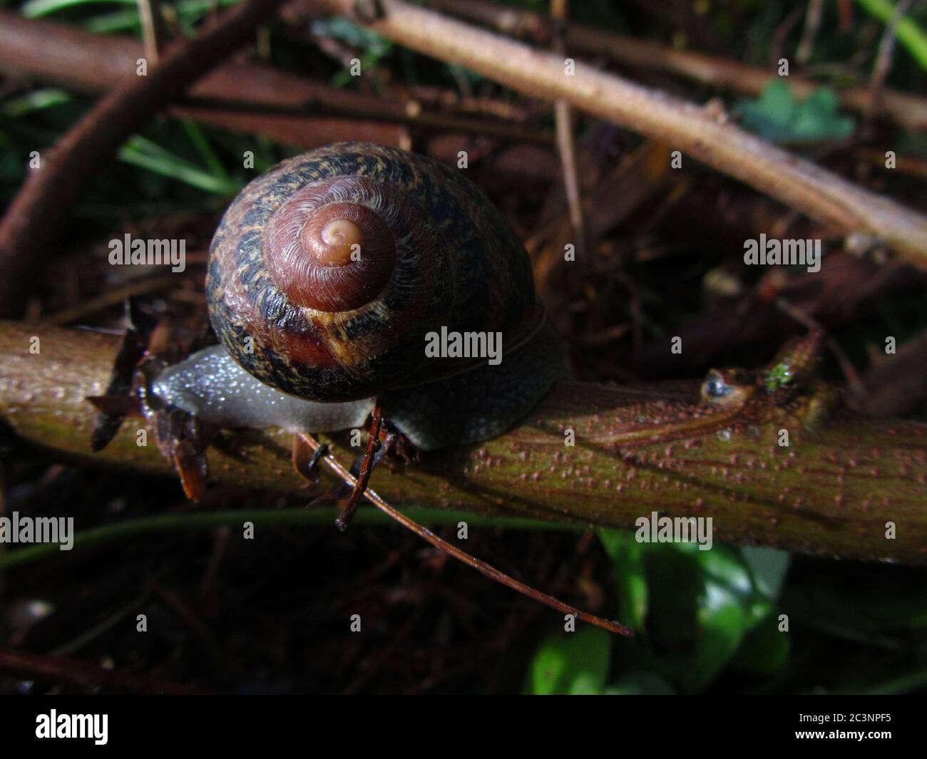 Edible snail on the tree branch in Malta Stock Photo - Alamy