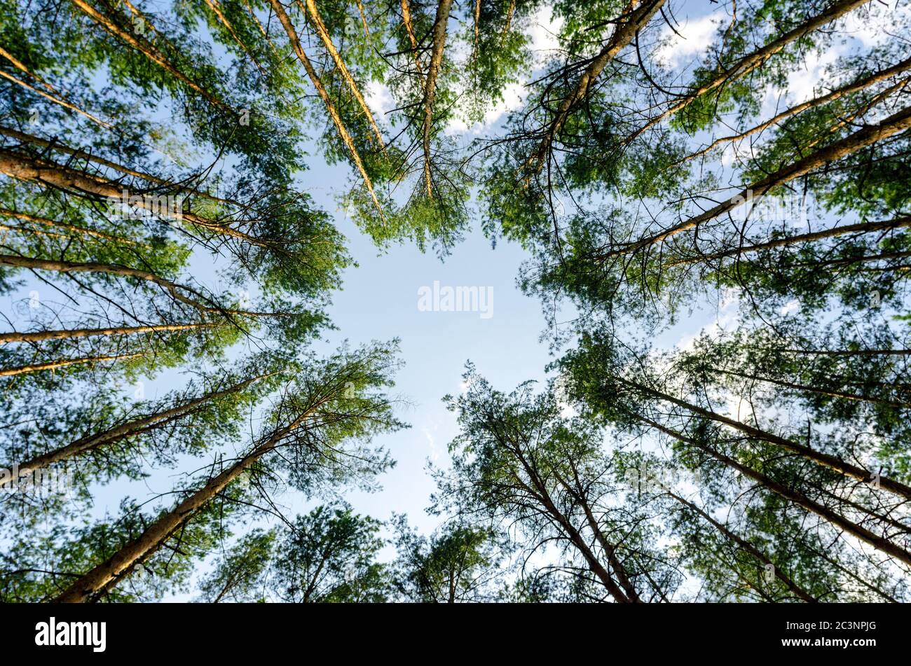 bottom view of tall pine trees in the forest against the sky and clouds ...