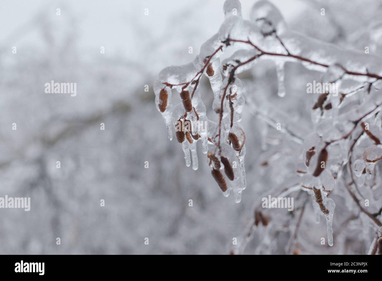 Frozen tree branches in the park in winter Stock Photo - Alamy