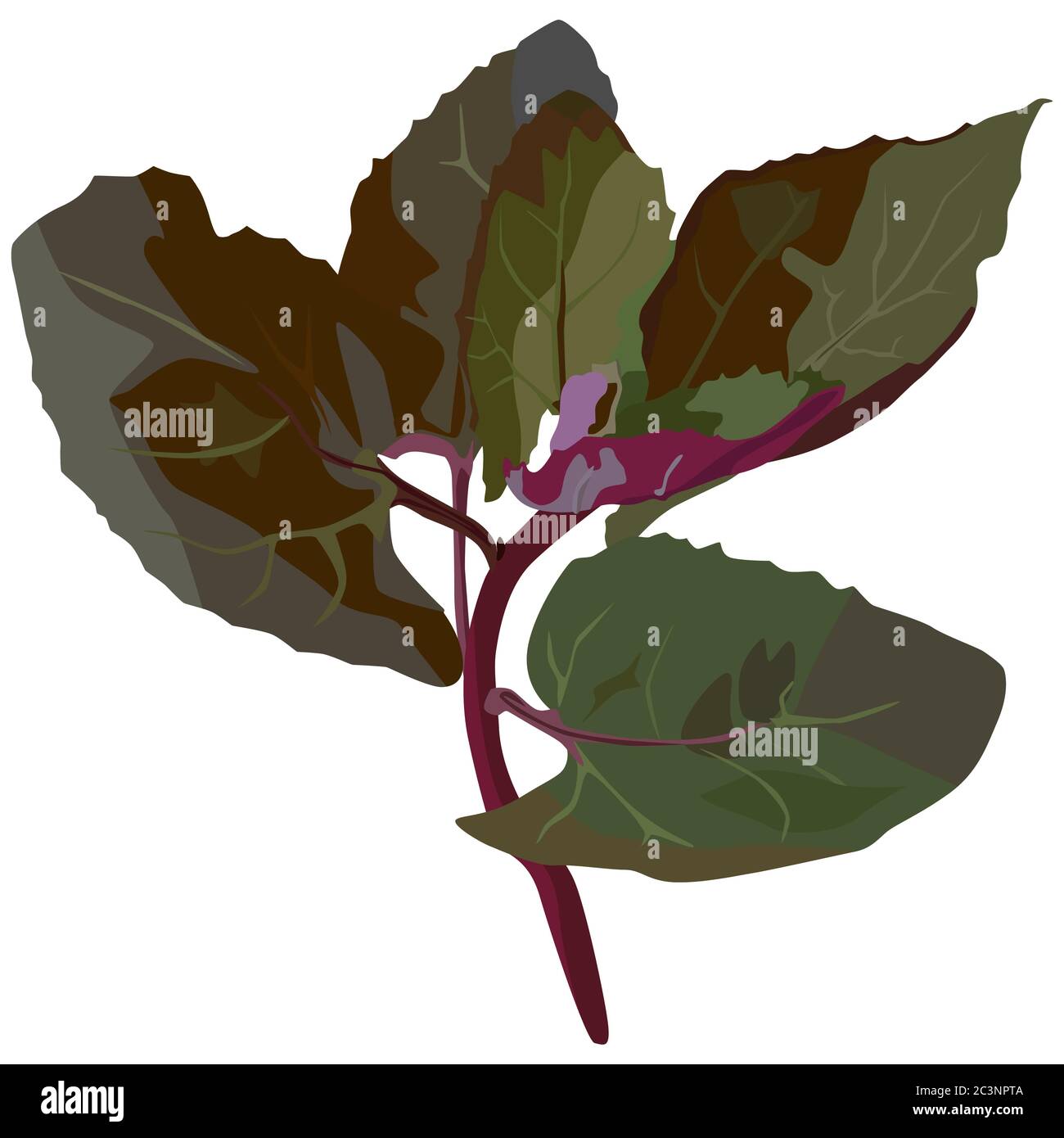 Spinach Stock Vector Images - Alamy