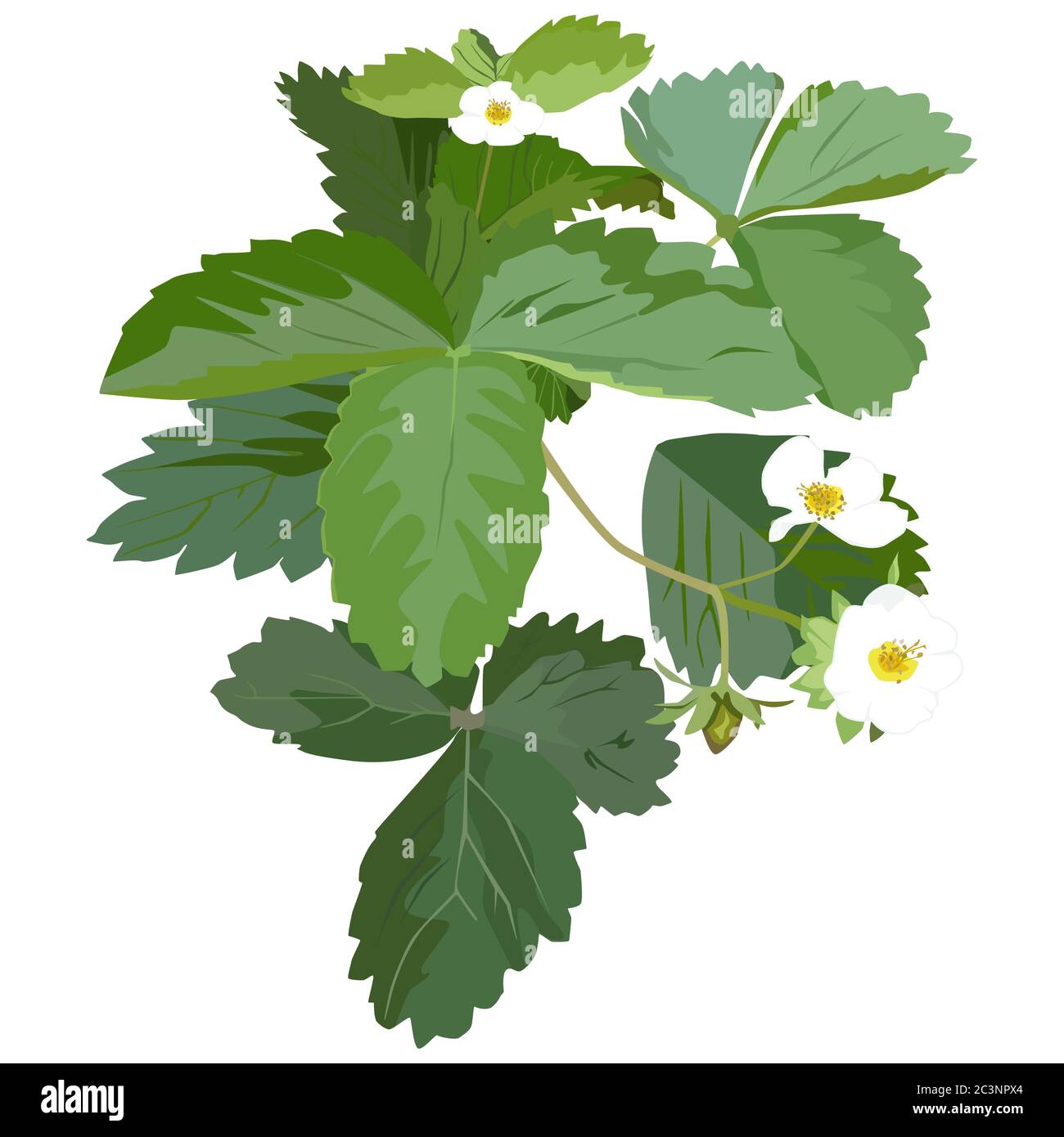 Strawberry plant runner Stock Vector Images - Alamy