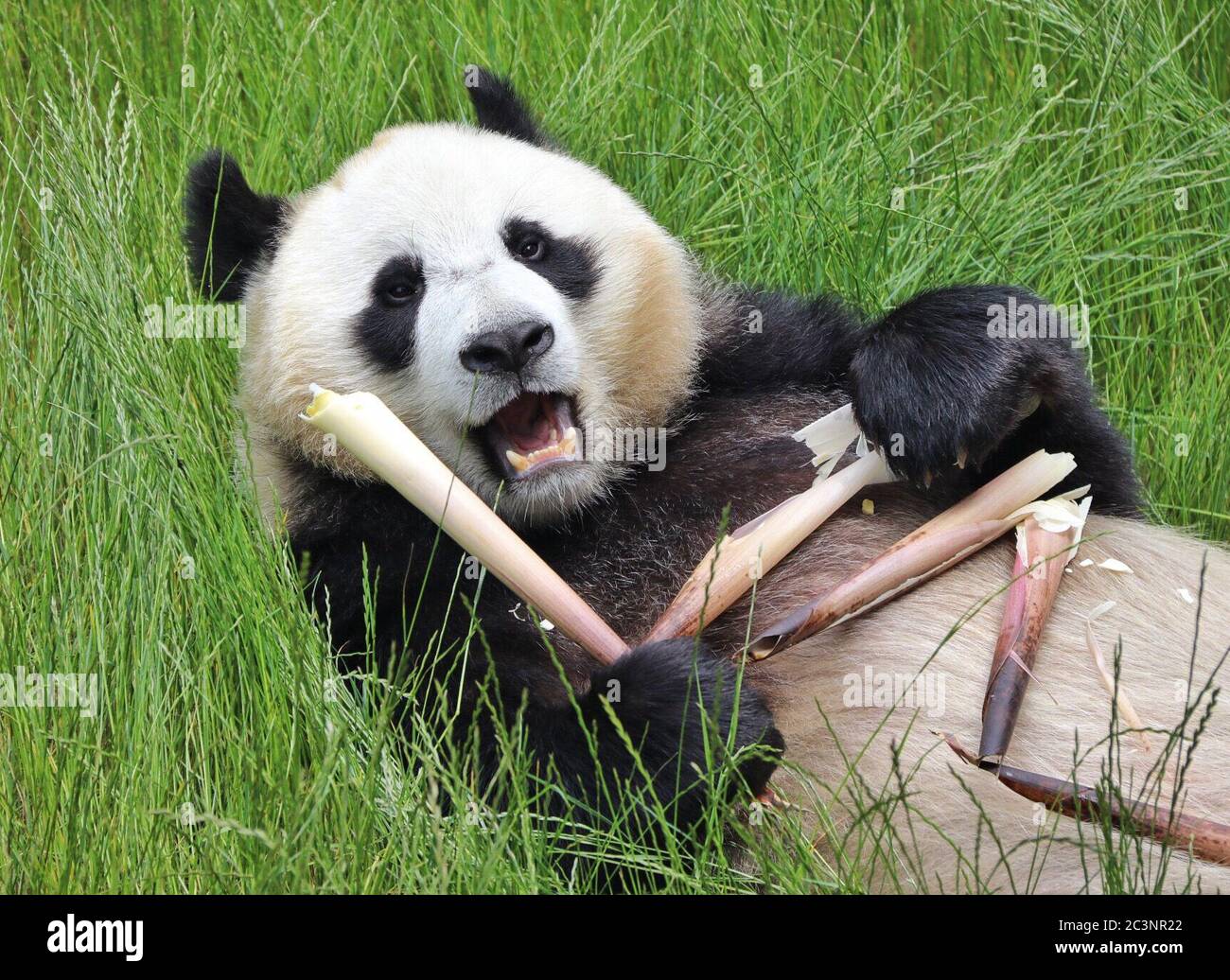 Jiuzhaigou. 19th June, 2020. A giant panda eats a bamboo shoot at the ...