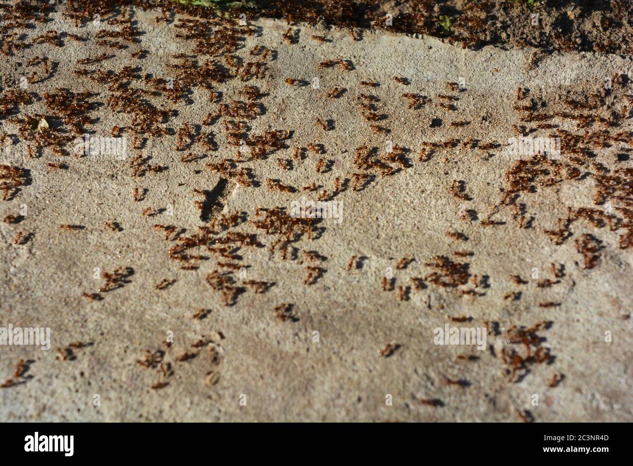 Beautiful and colorful life of brown, red ants, actively working on a ...