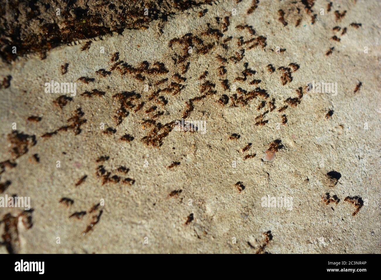 Beautiful and colorful life of brown, red ants, actively working on a ...