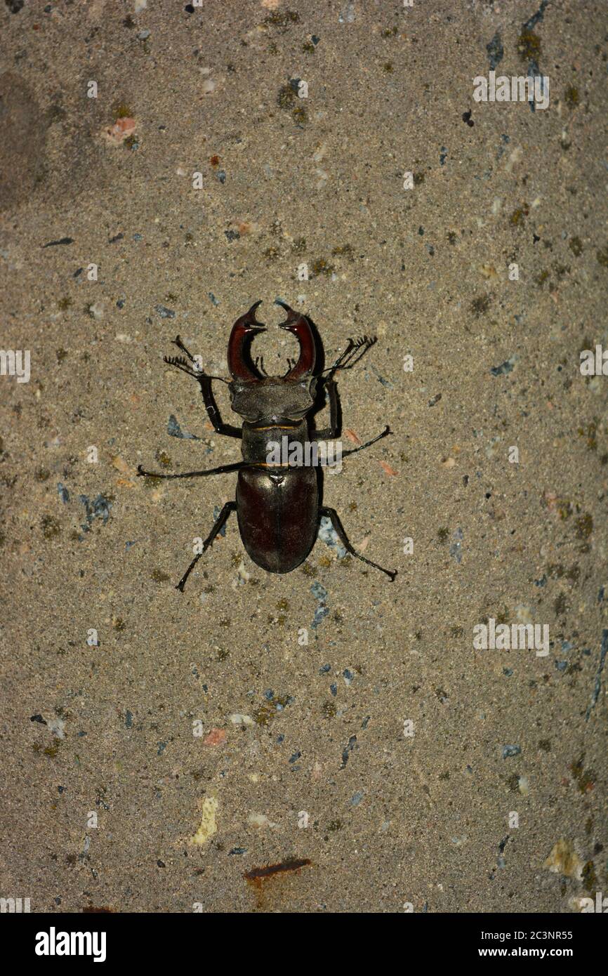 A large male insect Lucanus cervus, an adult stag beetle that rests ...