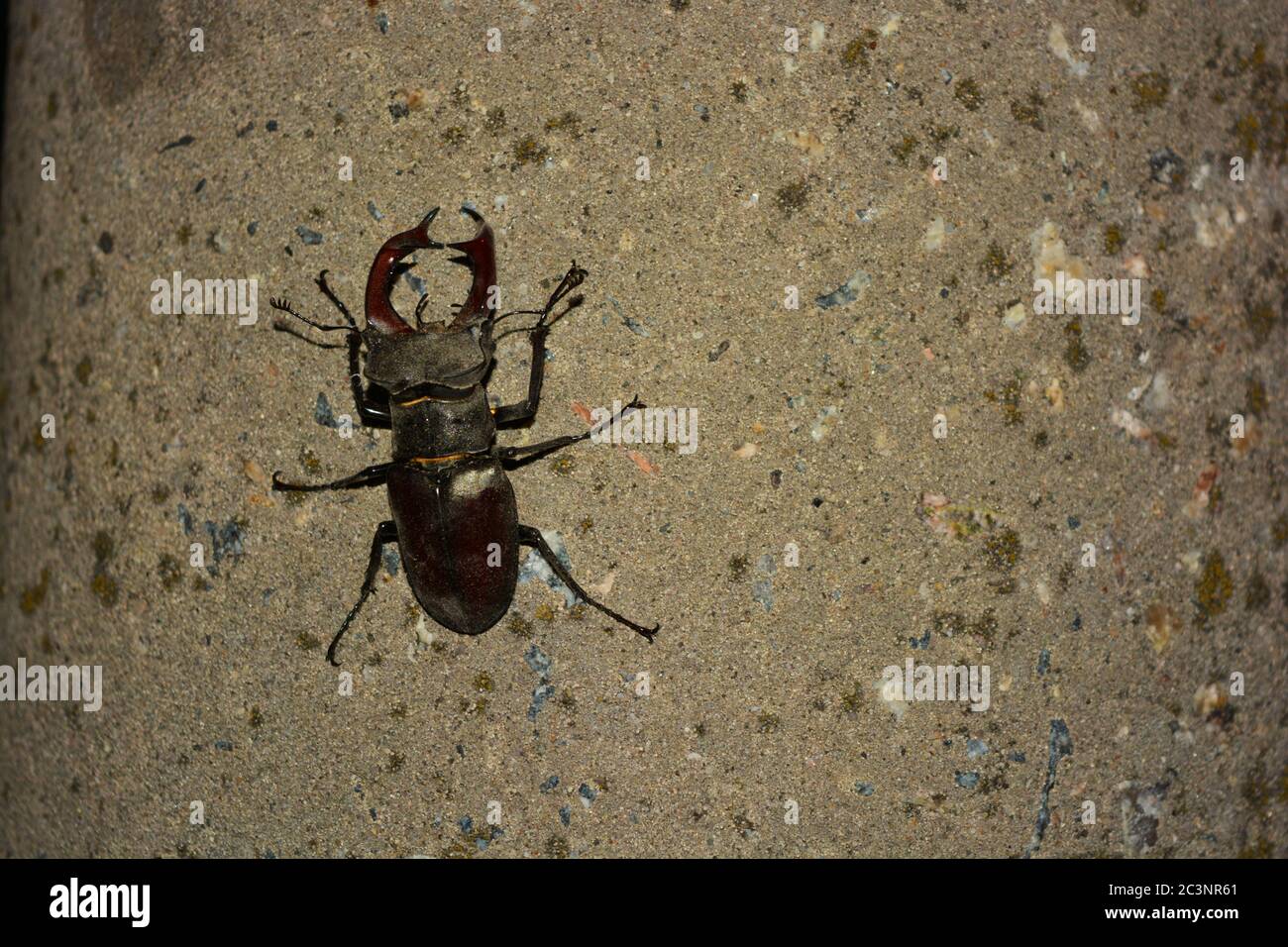 A large male insect Lucanus cervus, an adult stag beetle that rests ...