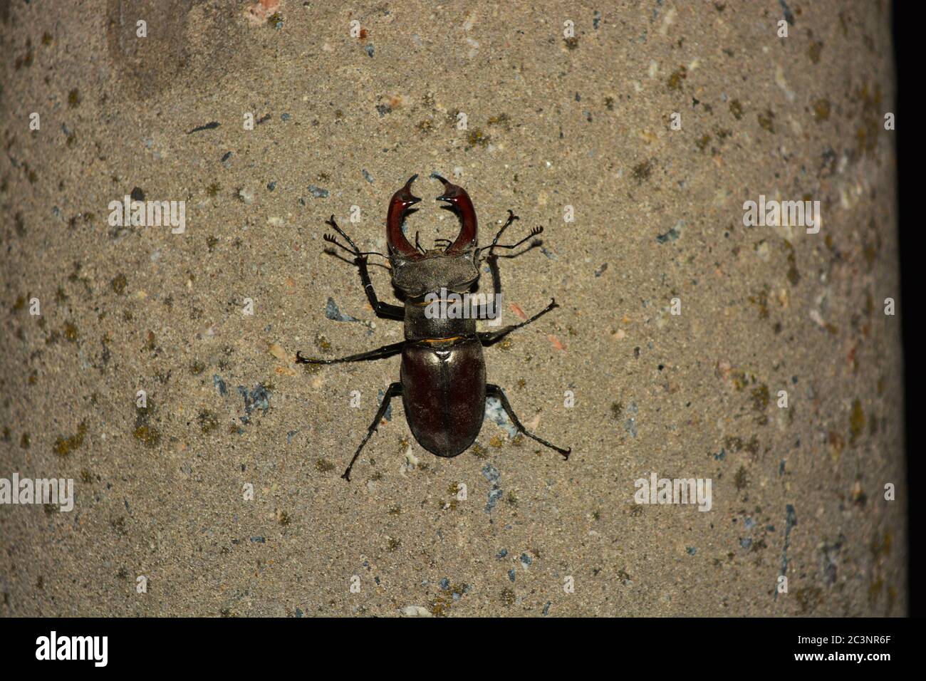 A large male insect Lucanus cervus, an adult stag beetle that rests ...