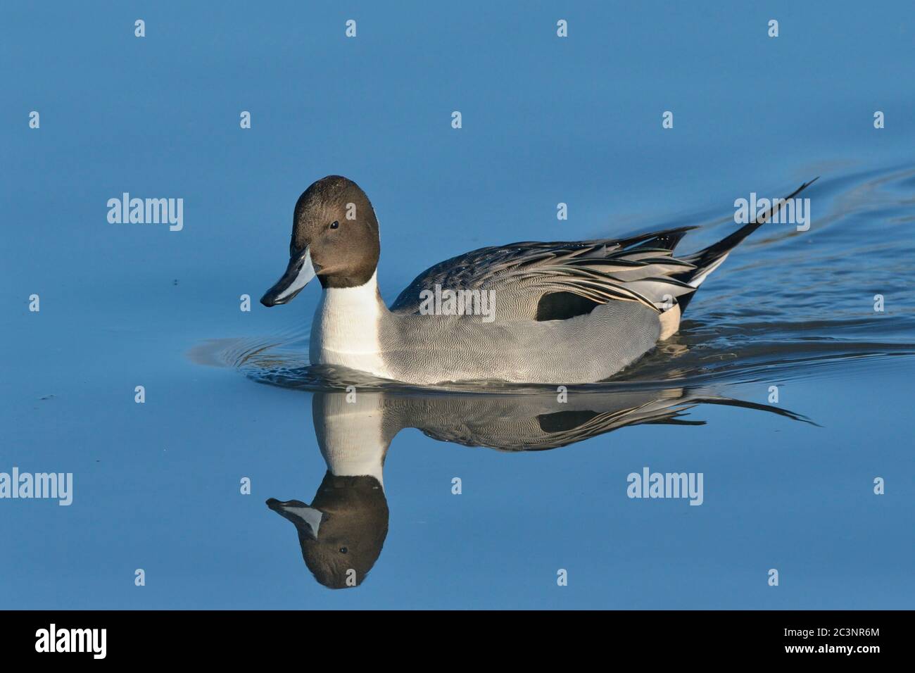 Northern pintail drake (Anas acuta) swimming on a marshland pool ...